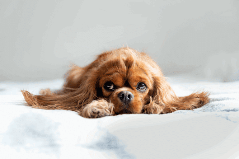 Itchy Skin in Dogs: Causes, Solutions, and Prevention